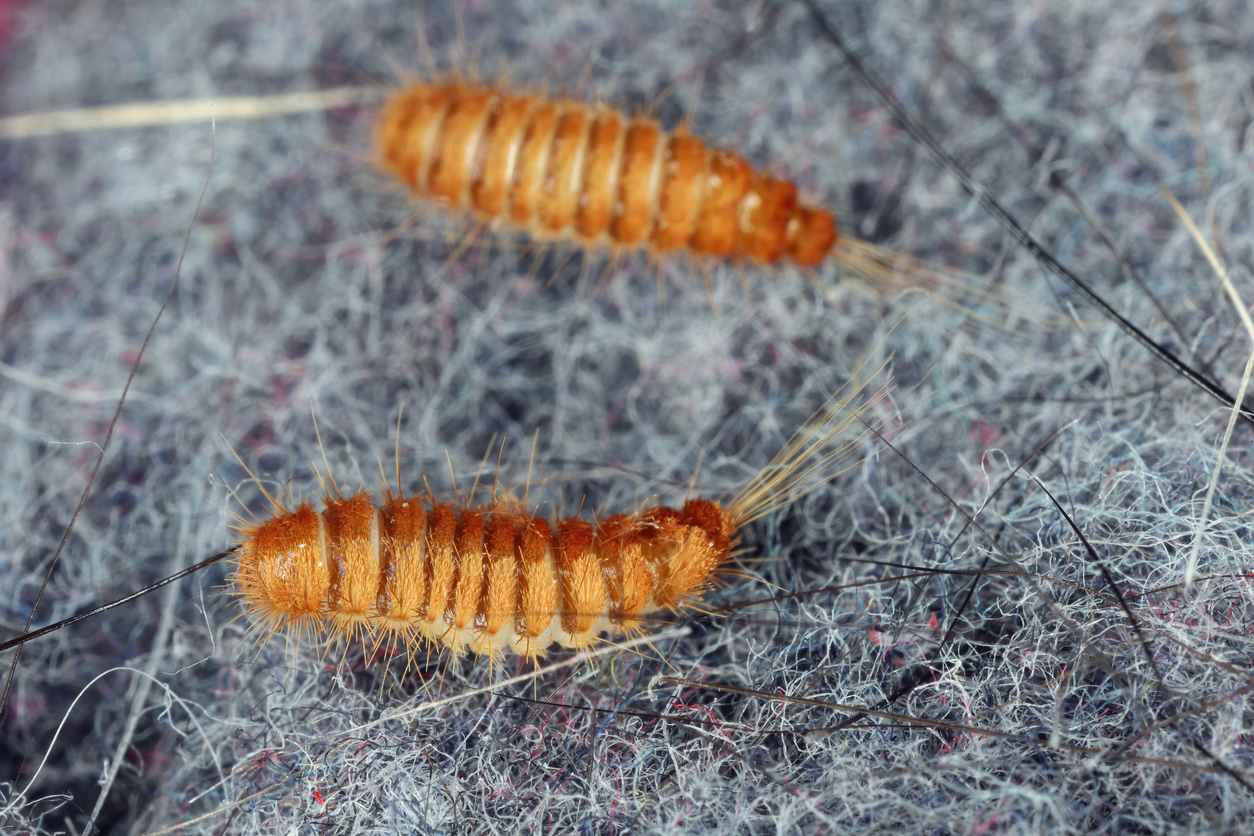 Other Pests | Columbia Pest Control
